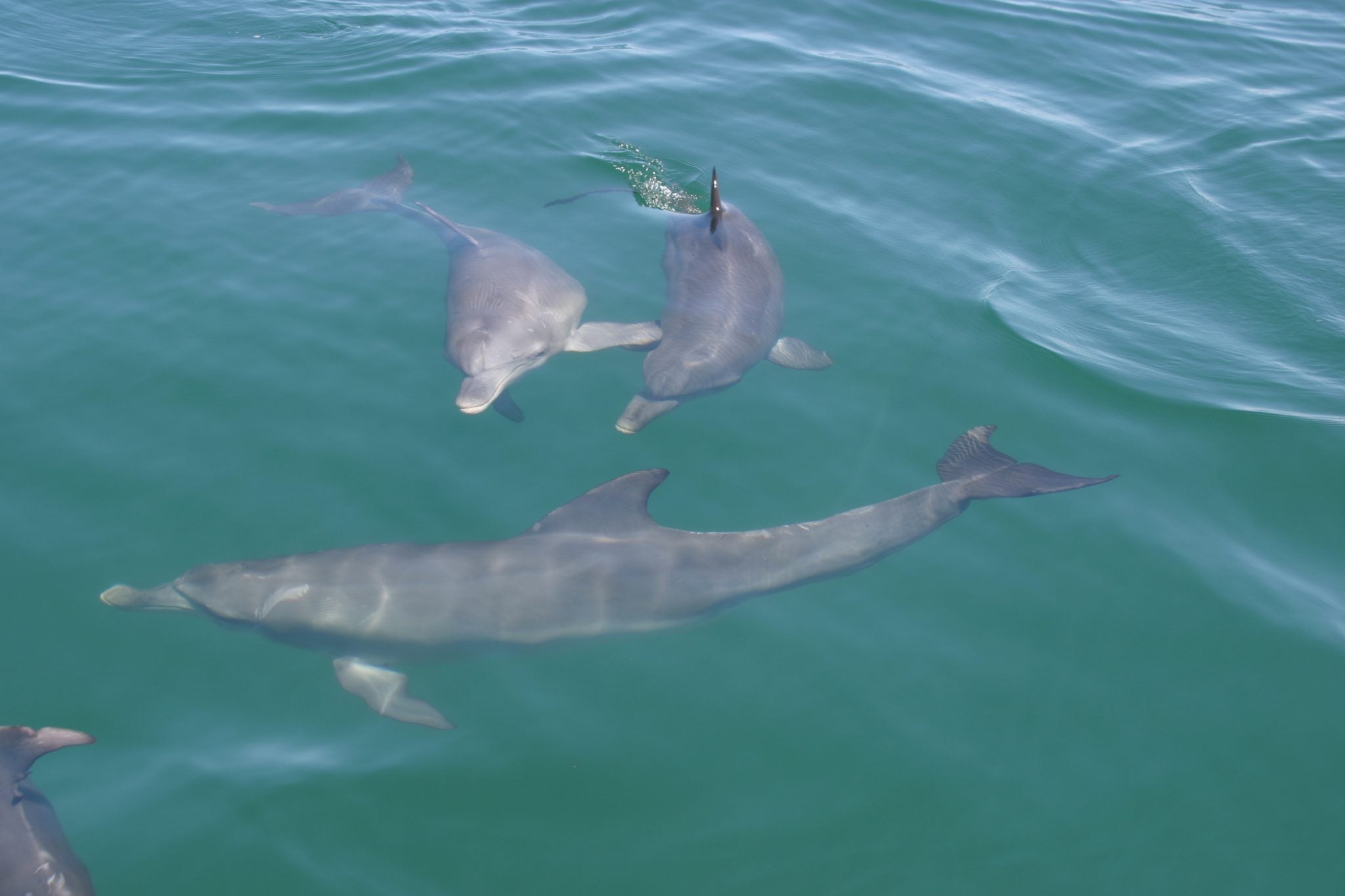 New Study by Georgetown Scientists Shows Dolphin Personality Stable for ...