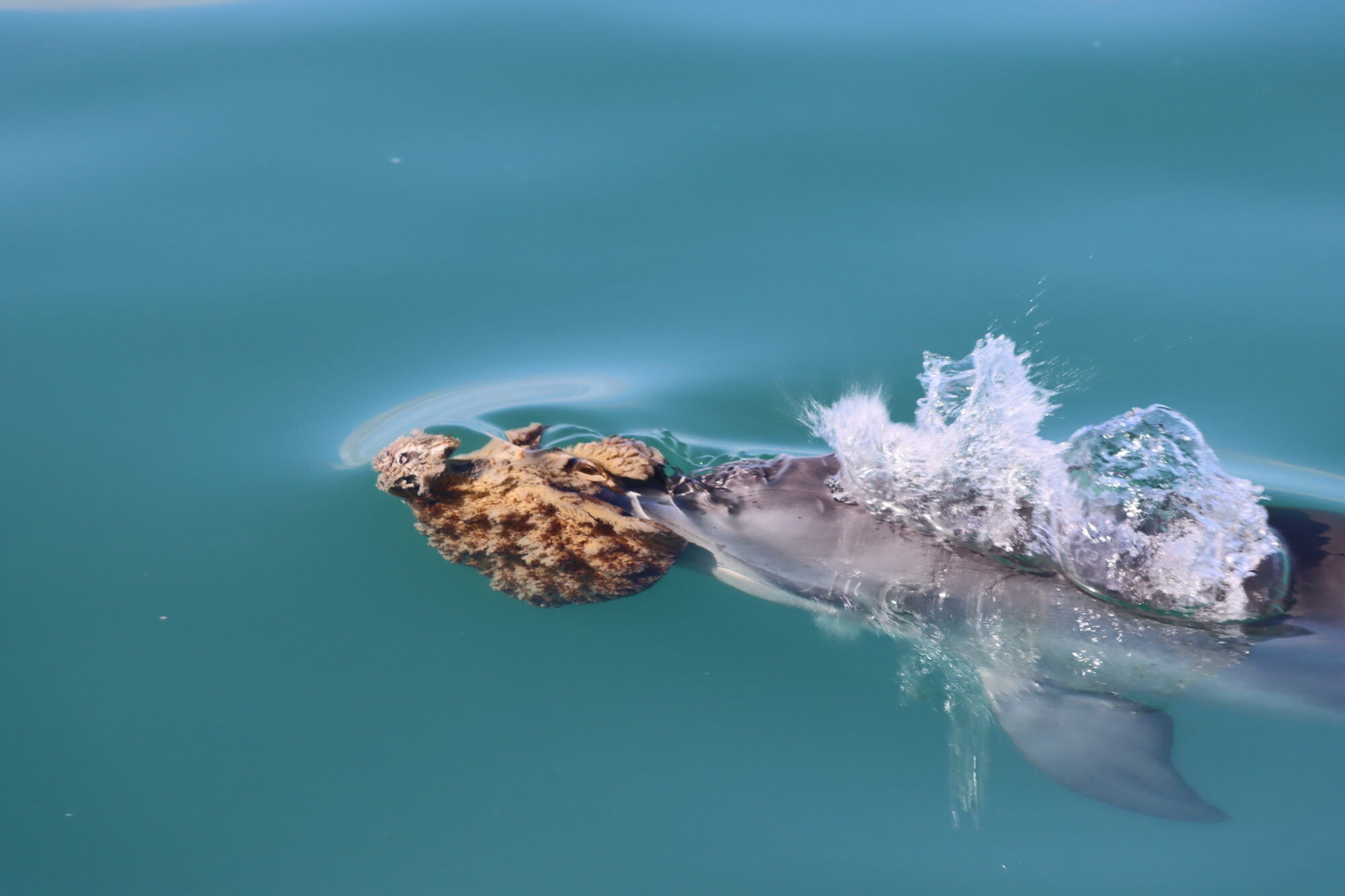 Some Dolphins Use Tools to Hunt, Revealing Insights Into Cultural ...